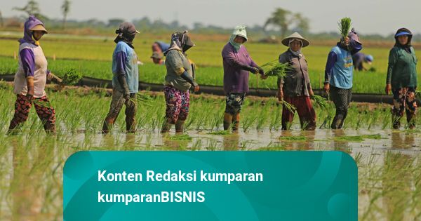 Sektor Pertanian Jadi Penopang Terbesar Ekonomi Indonesia Kuartal I 2025 | kumparan.com